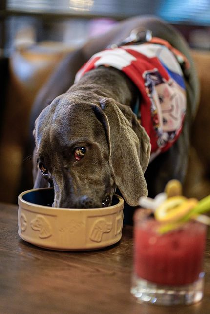 The Devonshire Pub | Best Garden in SW London, Balham Station